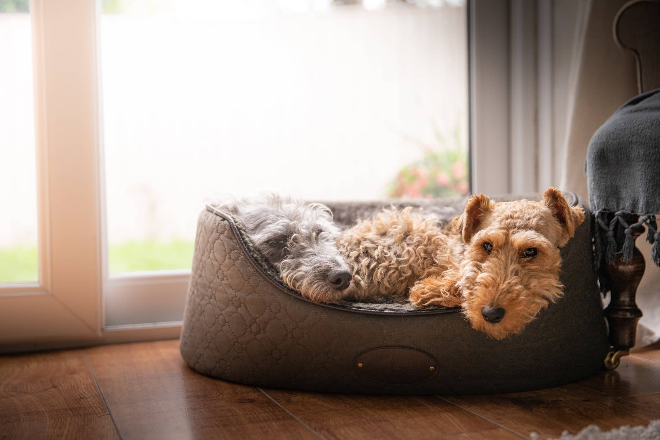 Dog Visits - Trusted, Reliable Dog Sitting Service