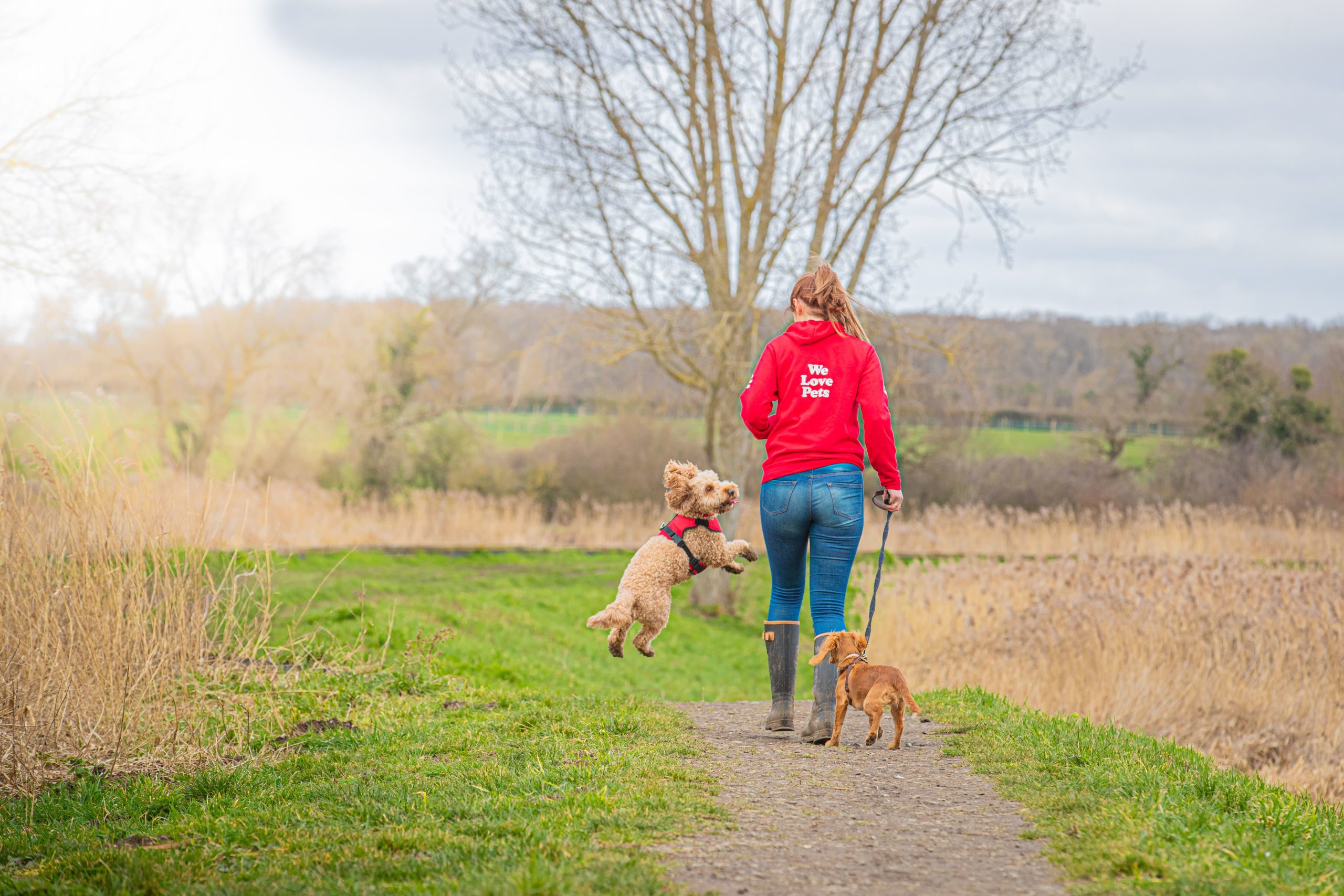 Dog Walker Near You | Dog Walking Services | We Love Pets