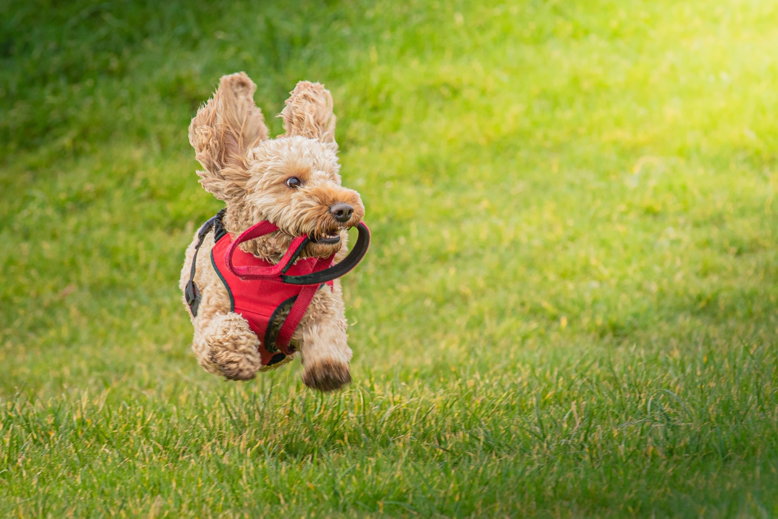 Which lead is best for my dog? - We Love Pets