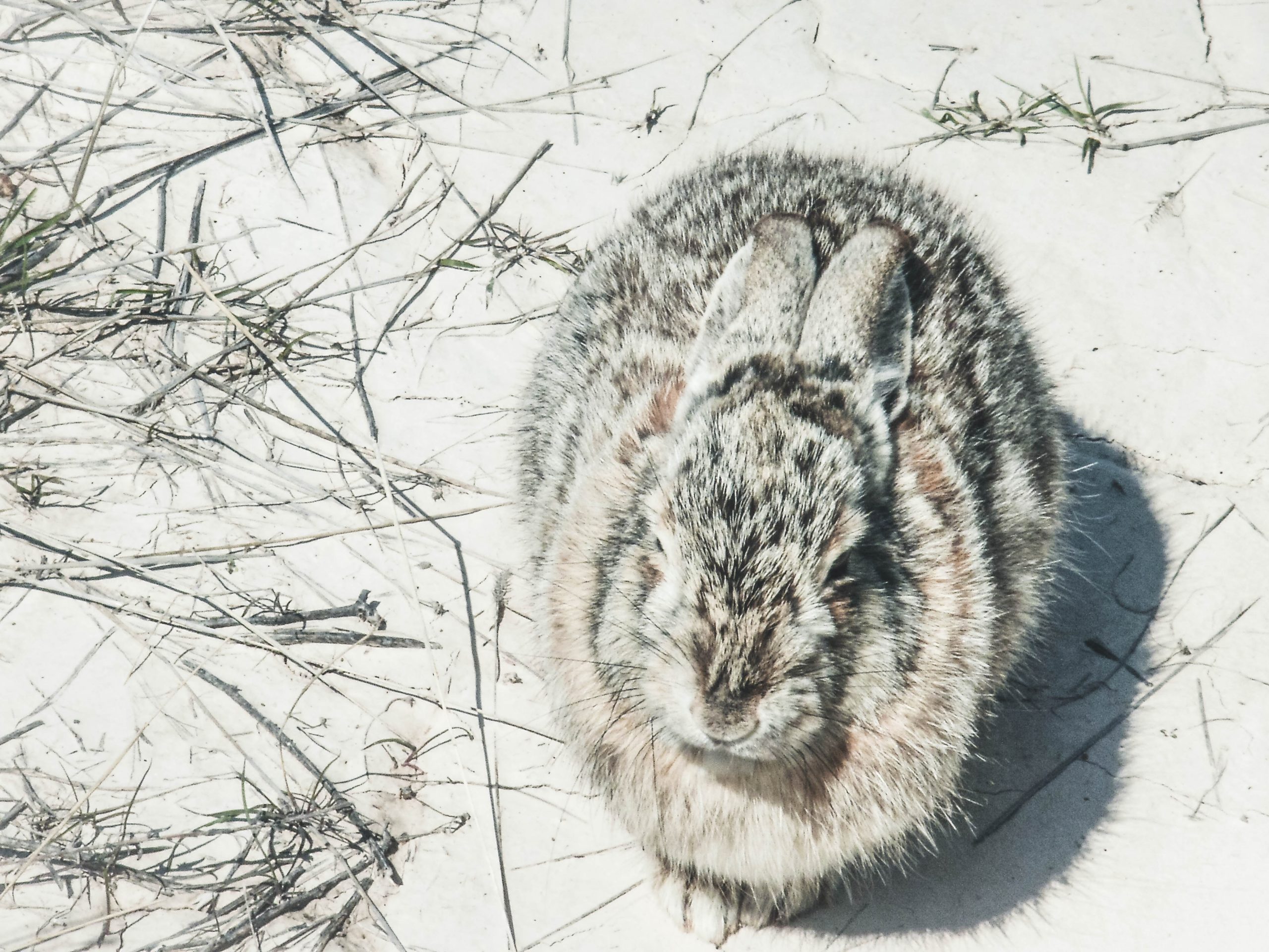Keeping small animals warm in winter - We Love Pets