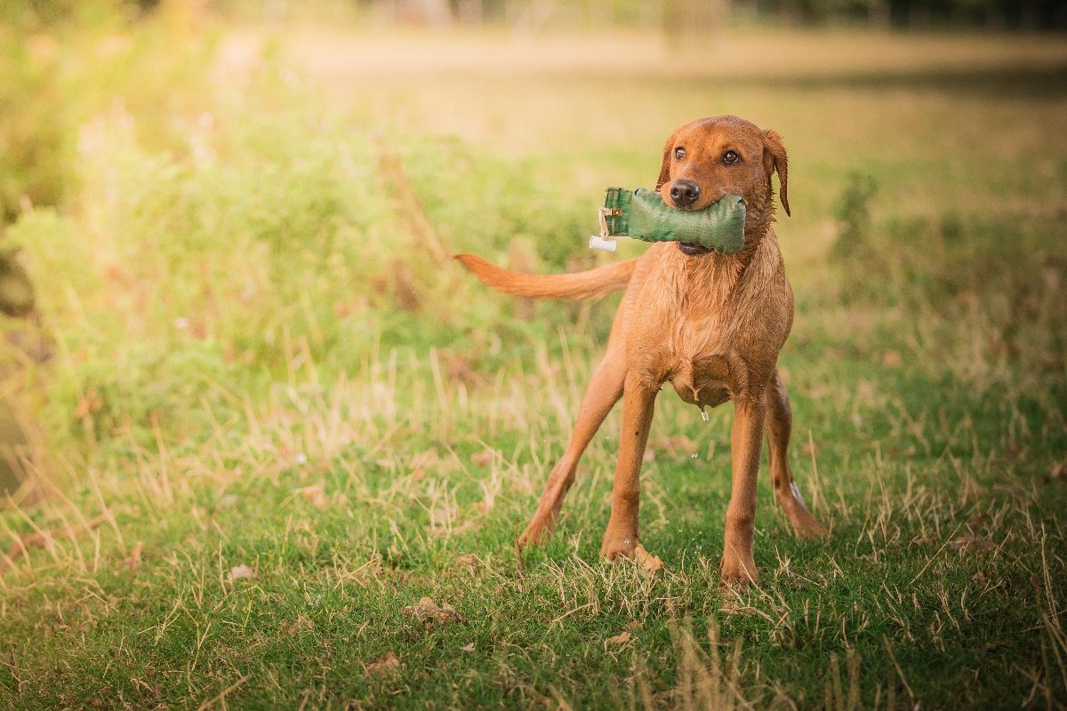 Most Essential Dog Walking Items - We Love Pets